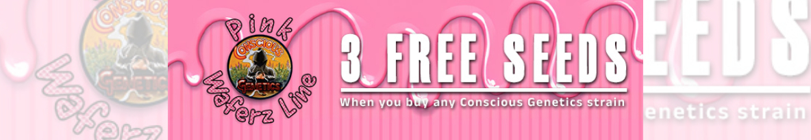 Cannabis Seeds | Marijuana Seeds from UK's Discreet Seeds