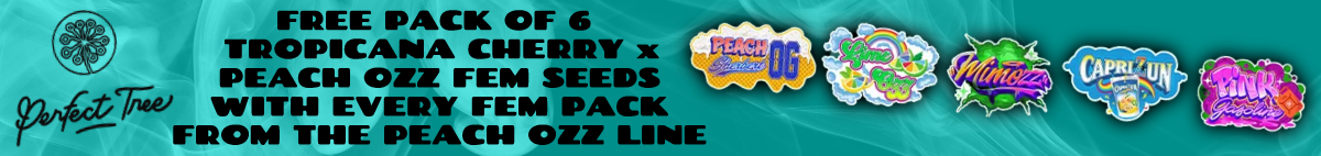 Pakalolo Seeds Cannabis Seeds | Discreet Seeds