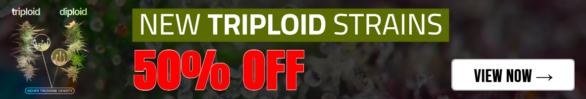 Seedsman Seeds Cannabis Seeds | Discreet Seeds