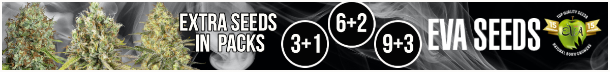 Perfect tree seeds Cannabis Seeds | Discreet Seeds