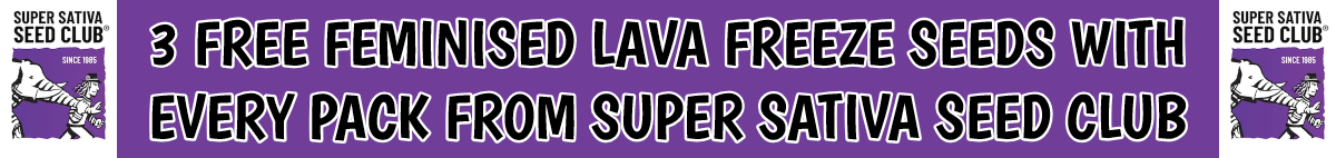 Perfect tree seeds Cannabis Seeds | Discreet Seeds