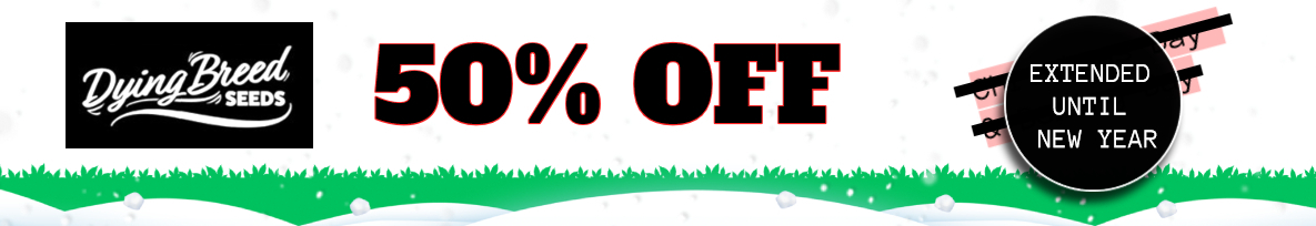 Purple Haze Auto Cannabis Seeds by Original Sensible Seeds - Buy Purple ...