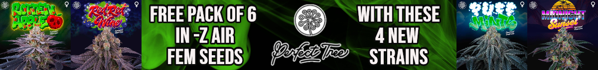 Perfect tree seeds Cannabis Seeds | Discreet Seeds