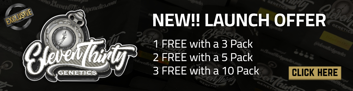 Cannabis Seeds | Marijuana Seeds from UK's Discreet Seeds