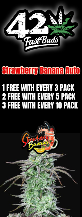 Apricot Auto Cannabis Seeds by Fast Buds Seeds - Buy Apricot Auto ...